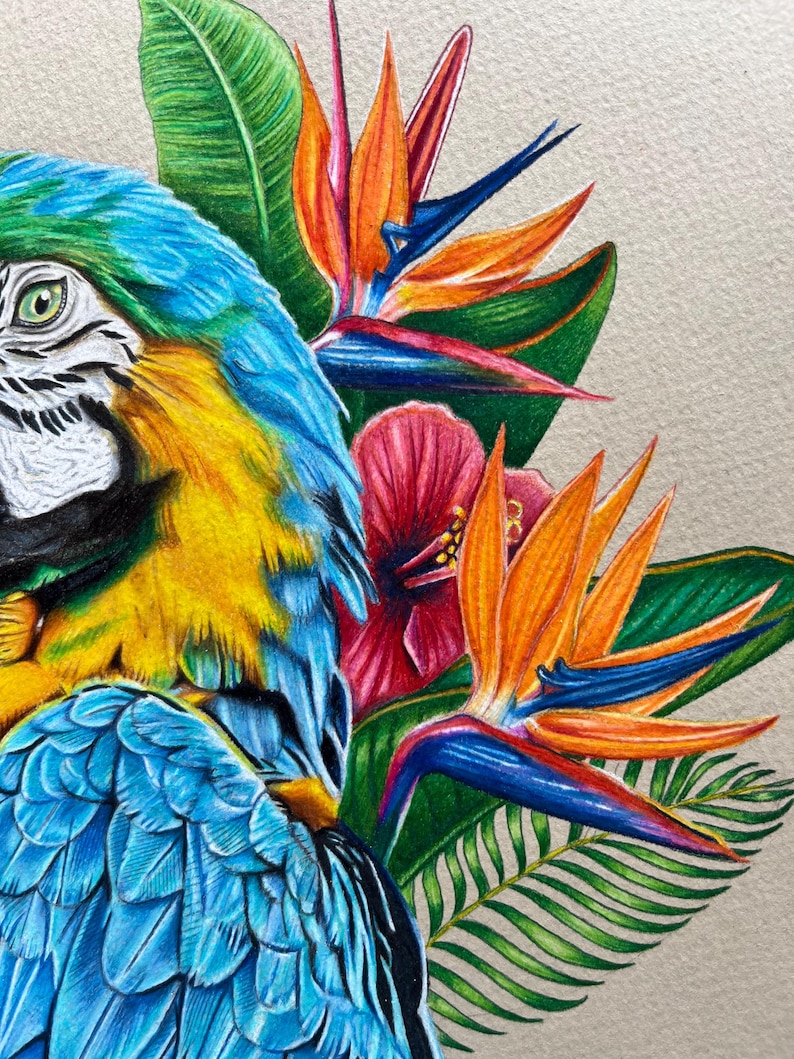 Original Drawing, Blue and Yellow Macaw, Original Art, Macaw Artwork ...