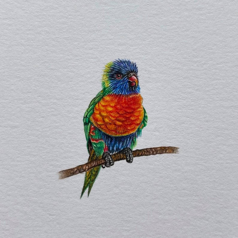 Rainbow Lorikeet, Original Drawing, Miniature Drawing, Bird Art ...