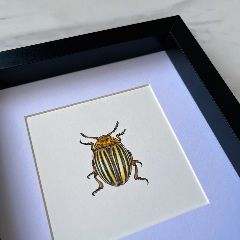 Miniature Colorado Potato Beetle Framed Original Drawing, Black Square ...
