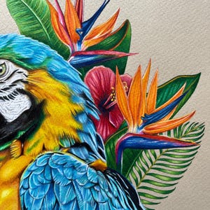 Original Drawing, Blue and Yellow Macaw, Original Art, Macaw Artwork ...