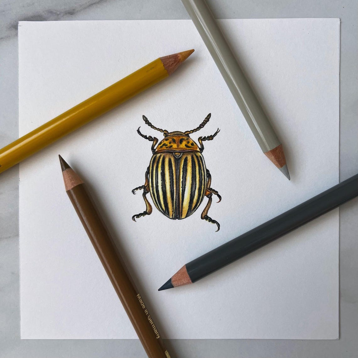 Miniature Colorado Potato Beetle Framed Original Drawing, Black Square ...