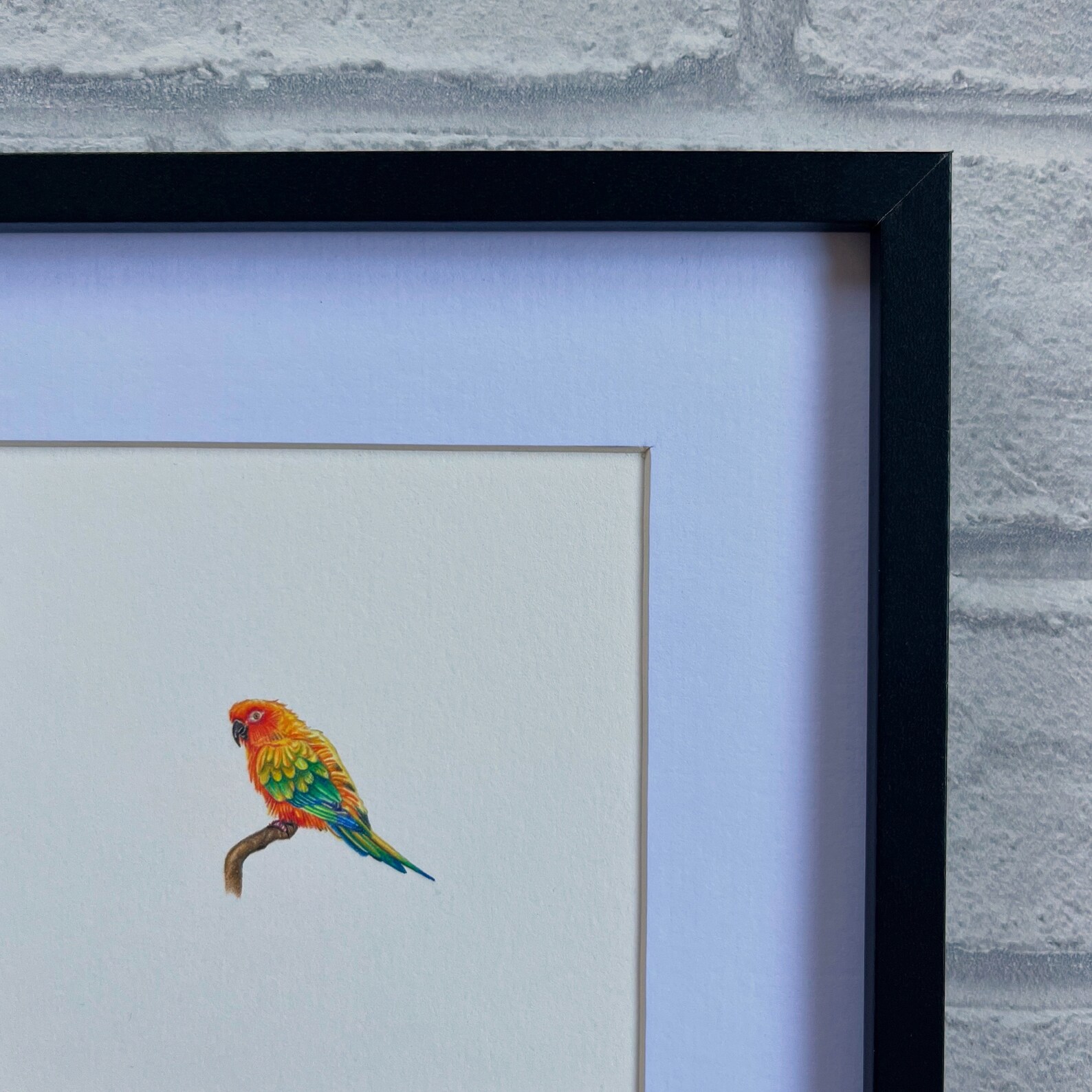 Sun Conure, Aratinga Solstitialis, Original Drawing, Miniature Drawing ...