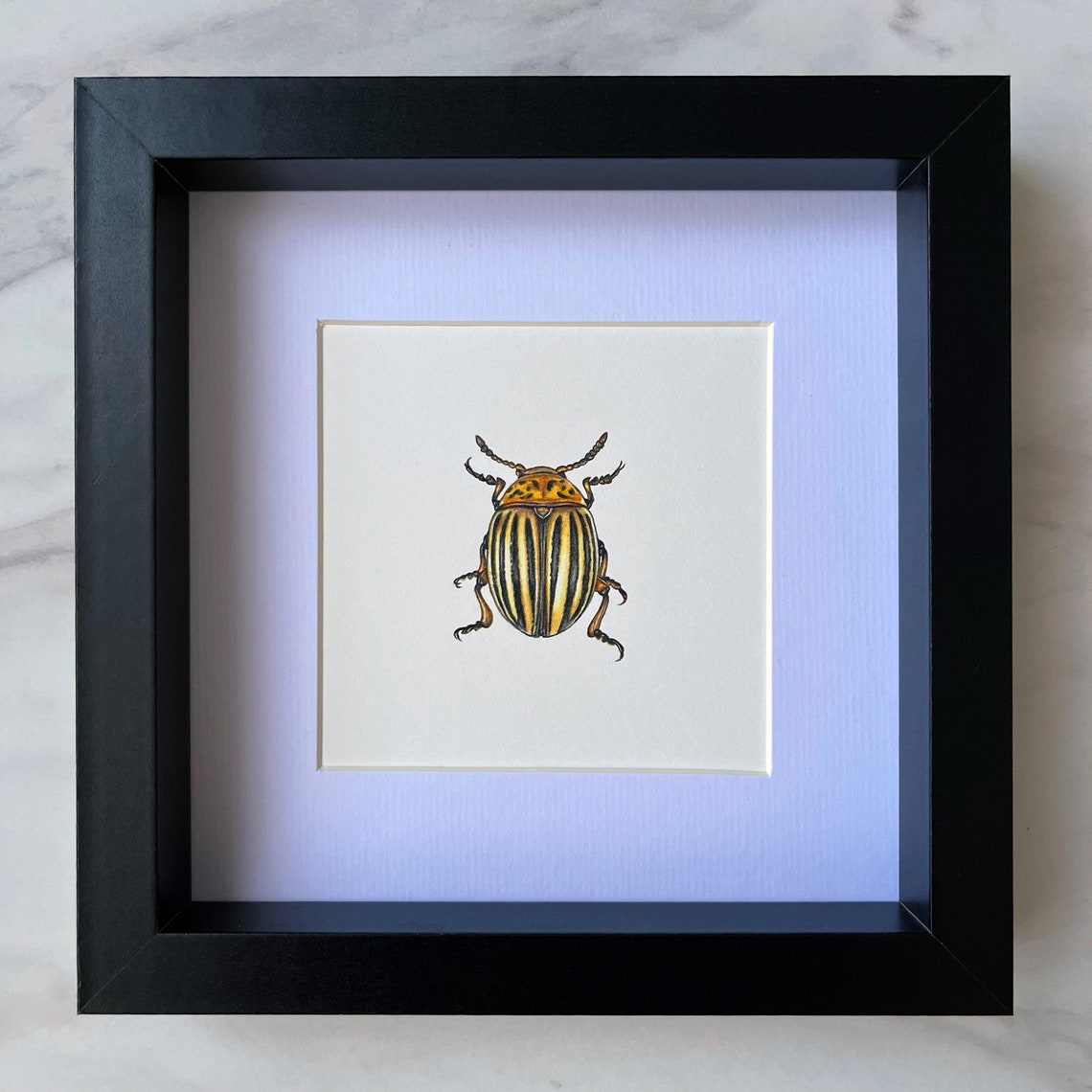 Miniature Colorado Potato Beetle Framed Original Drawing, Black Square ...