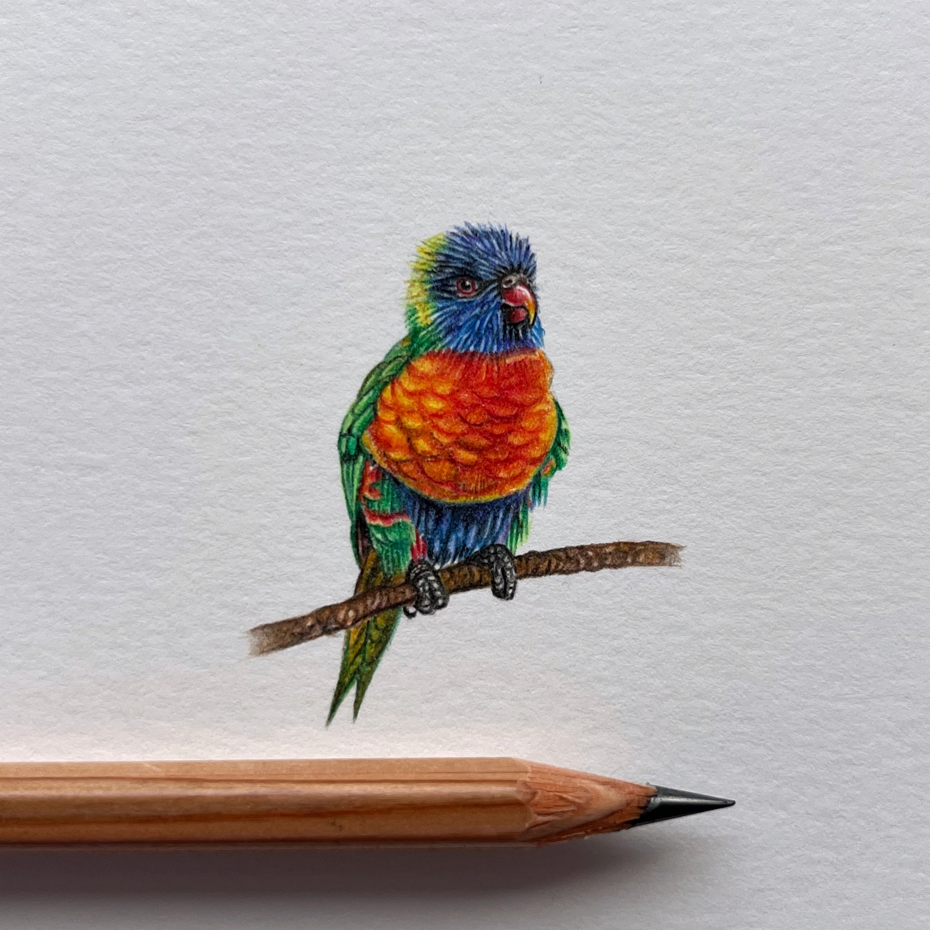 Rainbow Lorikeet, Original Drawing, Miniature Drawing, Bird Art ...