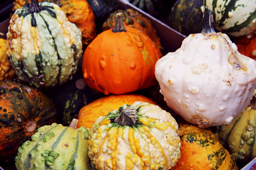 Calabazas en el mercado de flores de Colombia en Londres, Inglaterra ...