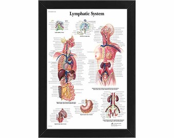 Lymphatic Poster - Etsy