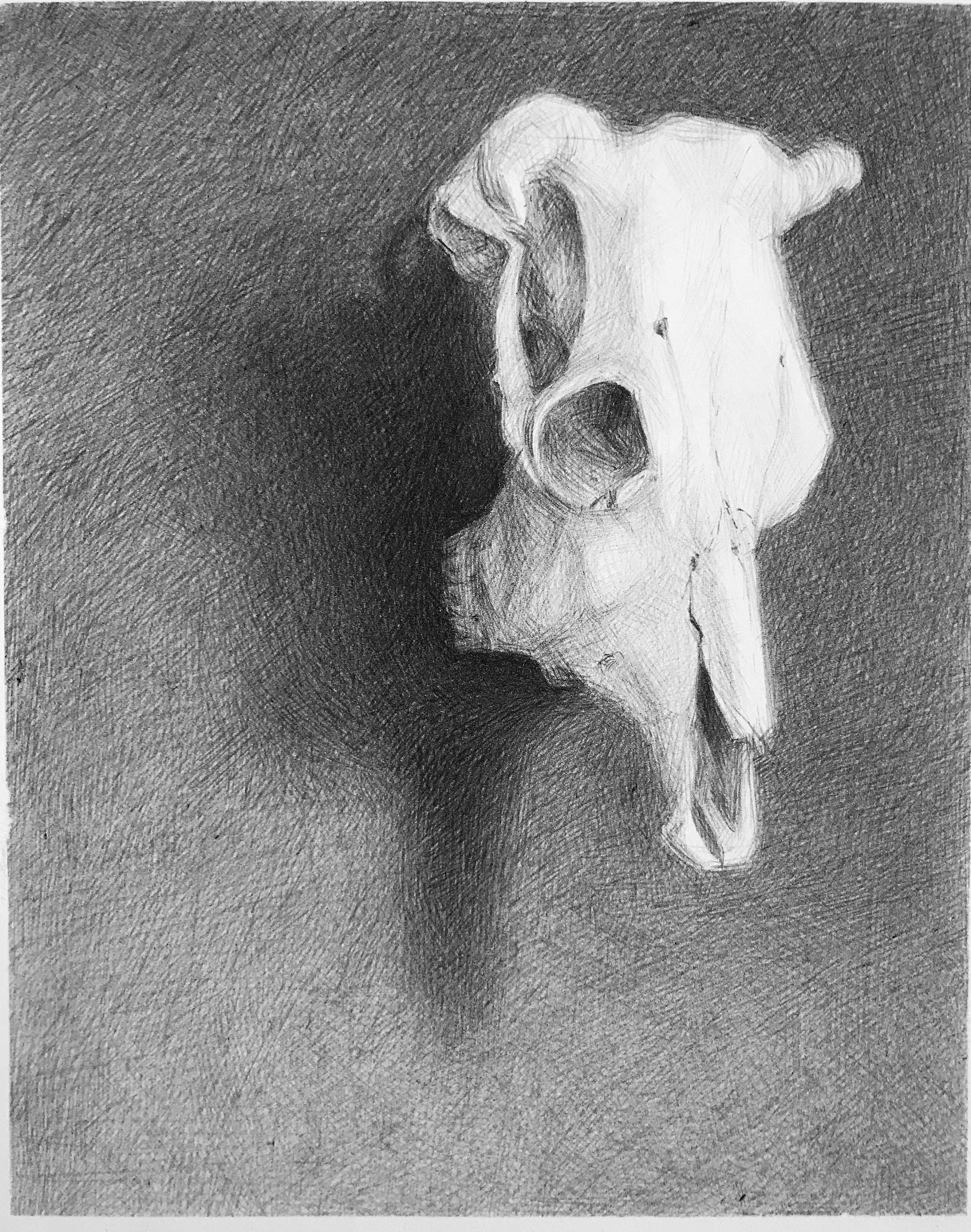 Skull Still Life ORIGINAL Ball Point PEN DRAWING | Etsy