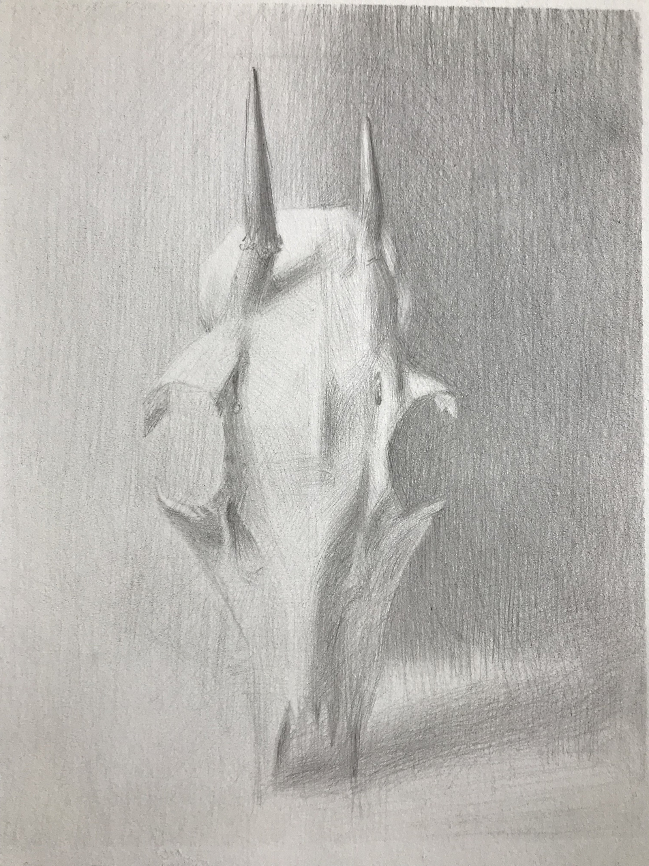 Deer Skull Original Graphite Pencil Drawing - Etsy