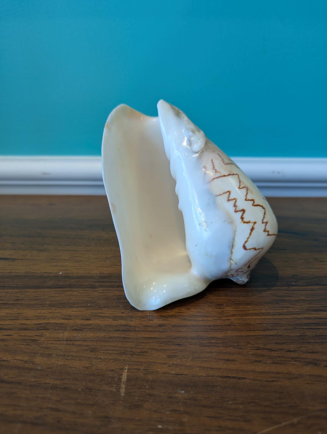 Vintage Noble Volute Shell. 6