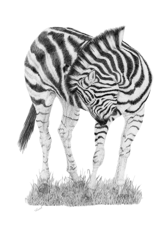 Impression de dessin au crayon Zebra - Etsy France