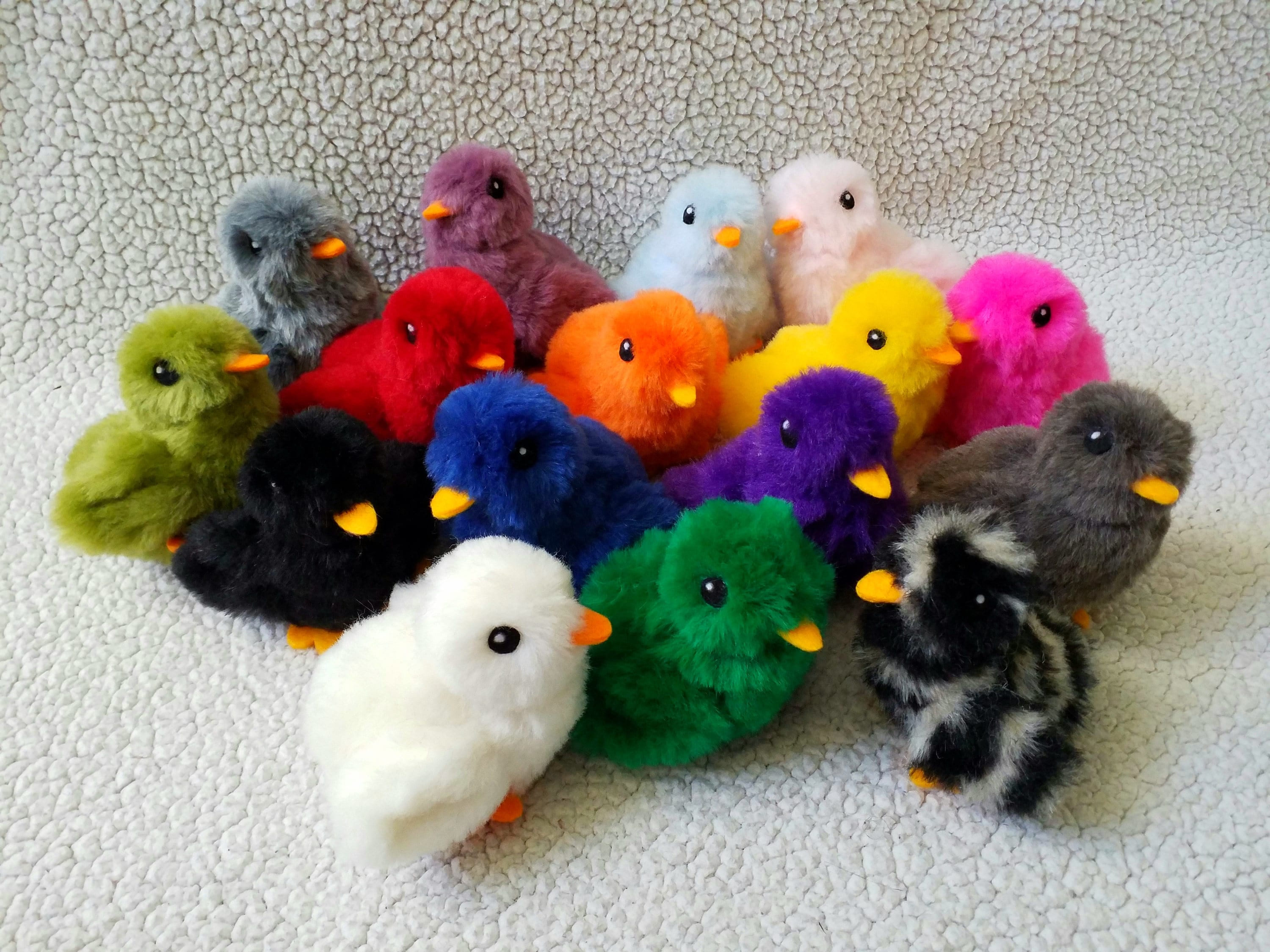 Cute Fluffy Birds