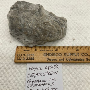 Oyster Fossil Ceratostreon Goodland Formation Cretaceous Tarrant County ...