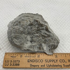 Oyster Fossil Ceratostreon Goodland Formation Cretaceous Tarrant County ...