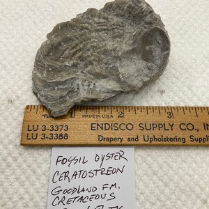 Oyster Fossil Ceratostreon Goodland Formation Cretaceous Tarrant County ...