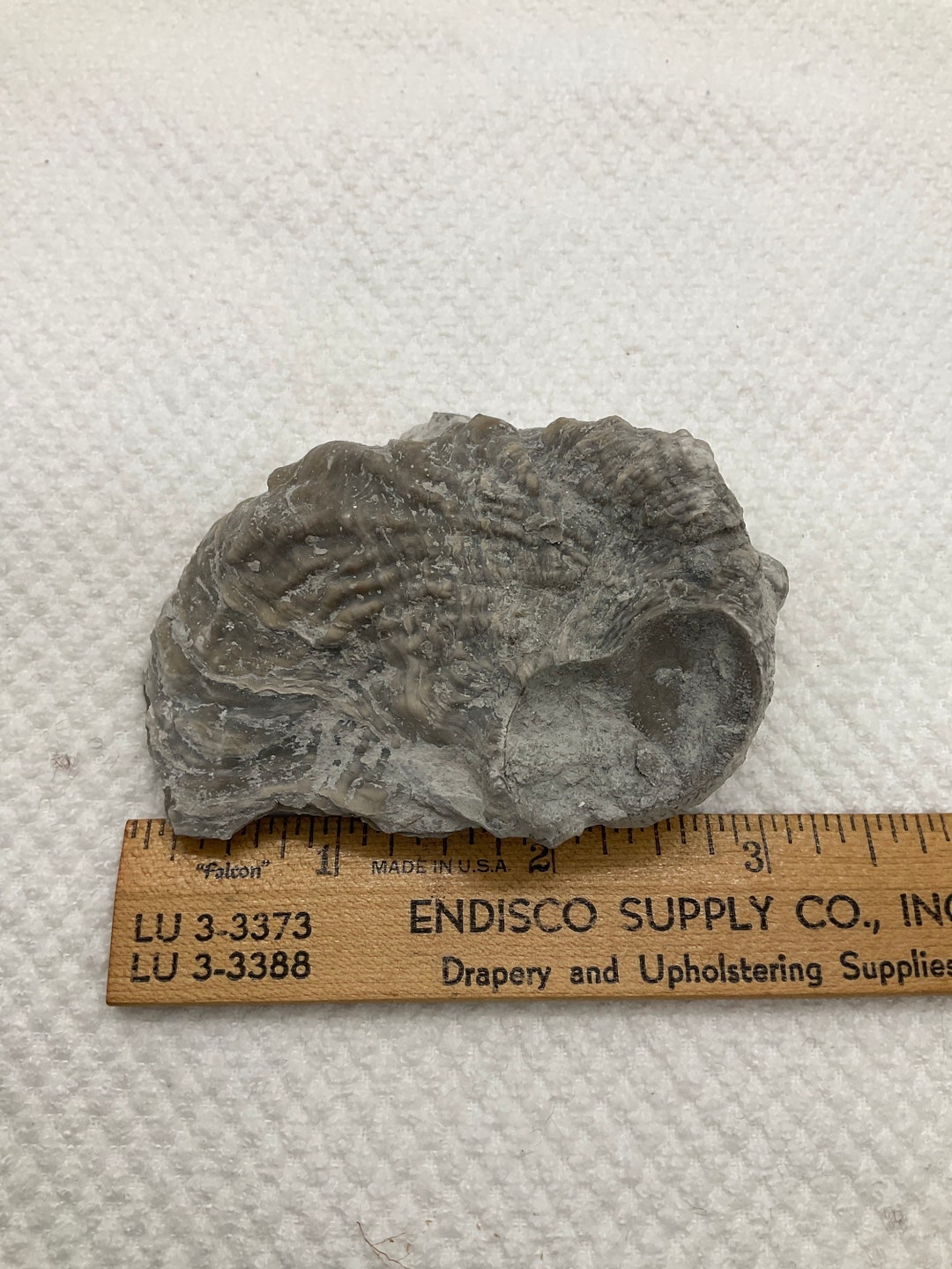 Oyster Fossil Ceratostreon Goodland Formation Cretaceous Tarrant County ...