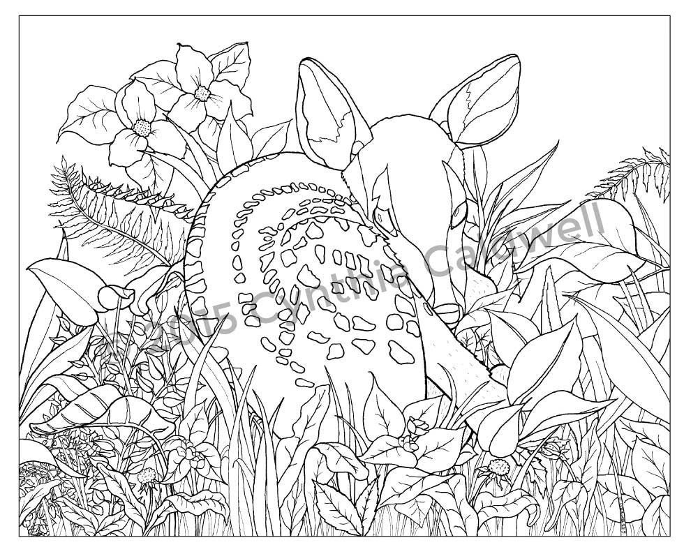 Fawn Coloring Page