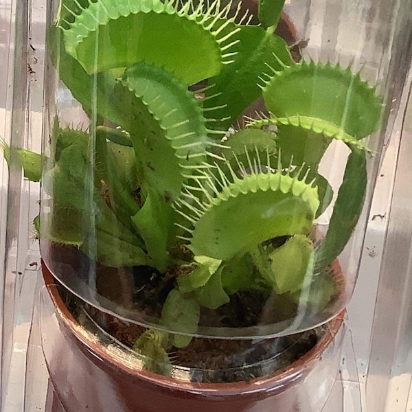 Venus Fly Trap - Etsy Canada