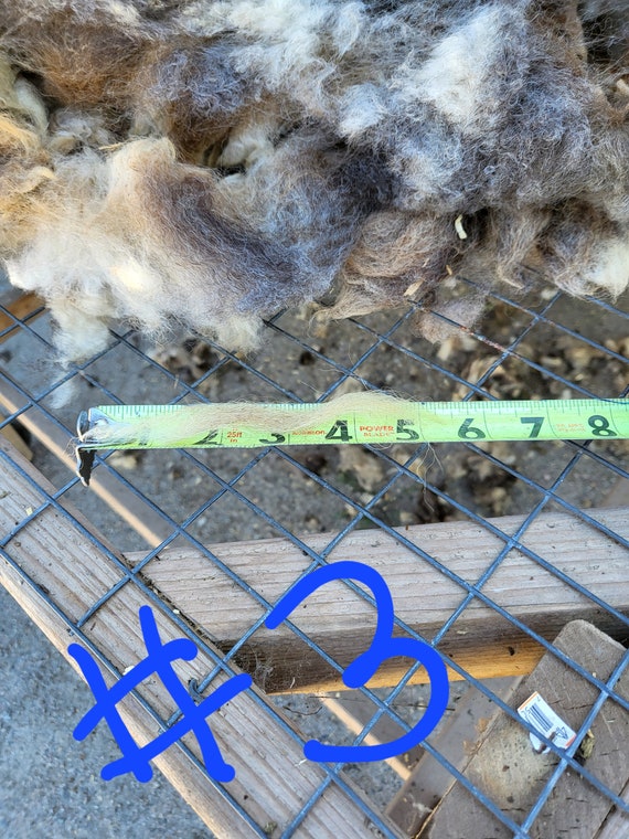 Number Three Jacob Sheep - Etsy