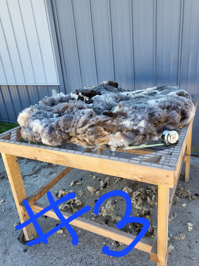 Number Three Jacob Sheep - Etsy