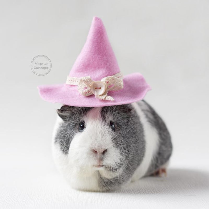 Guinea Pig Hat - Etsy