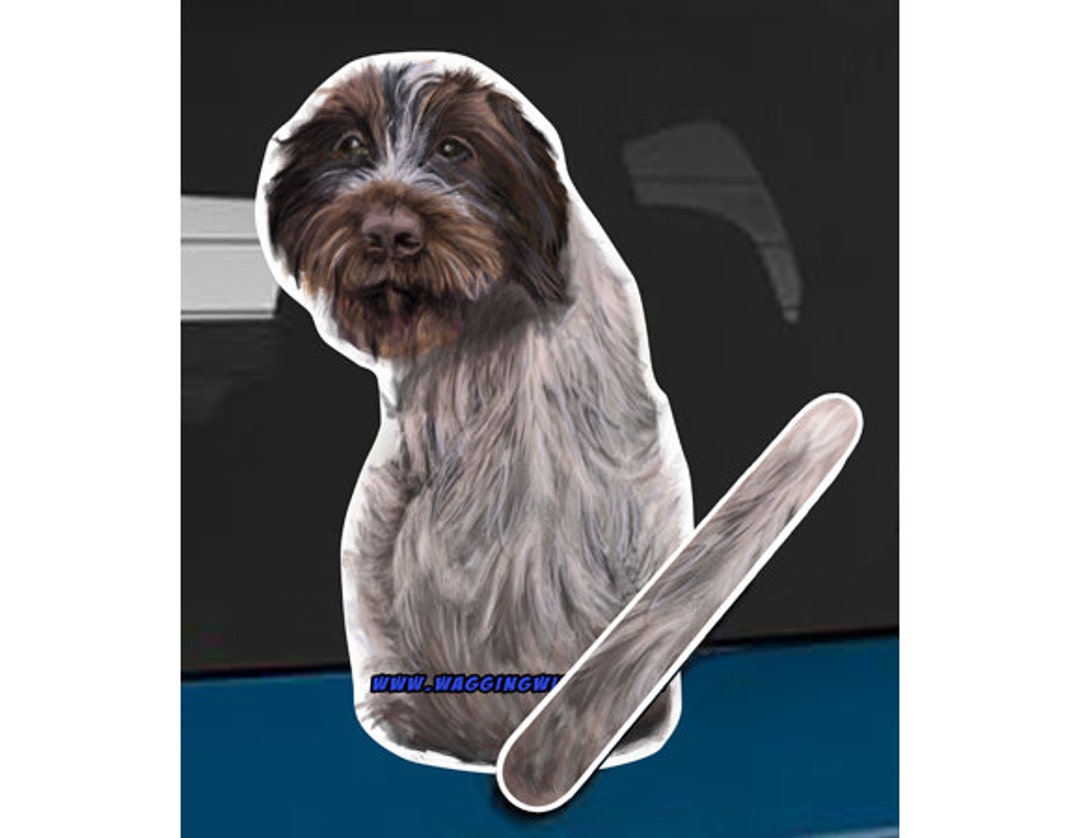 Brussels Griffon Wags Its Tail