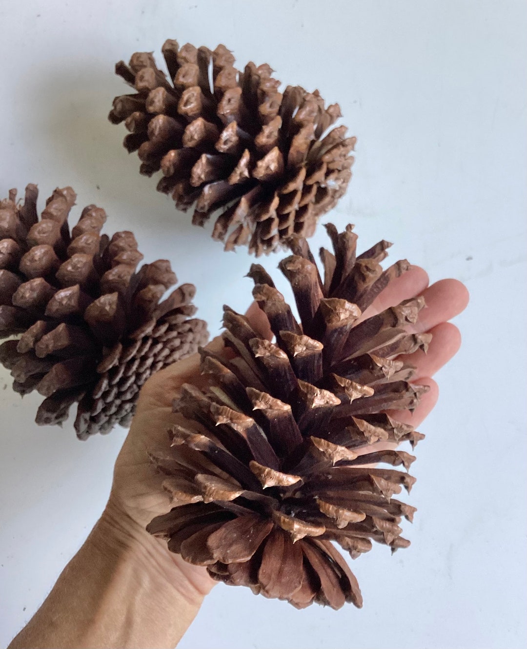 5” BIG PINECONES : Large Pinecones From Colorado | Rustic Wedding ...