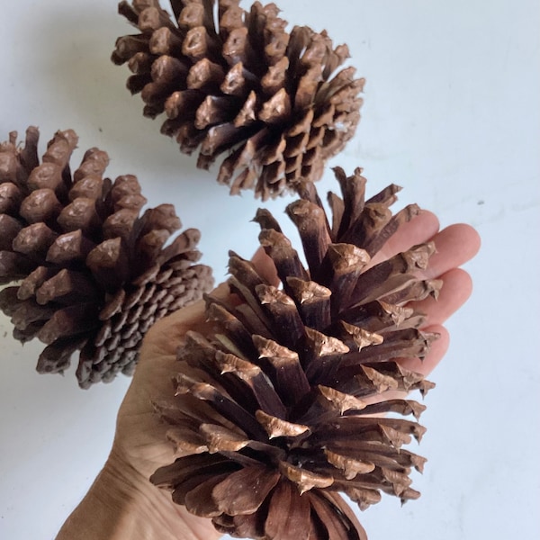 Extra Large Pine Cones - Etsy