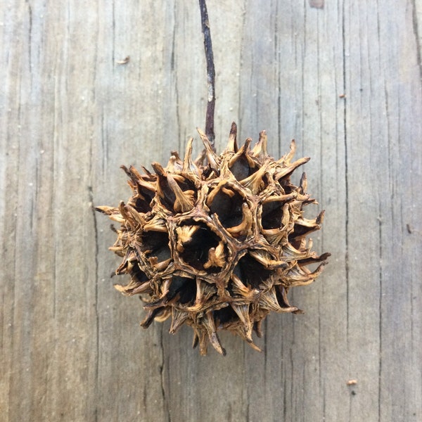 Sweet Gum - Etsy