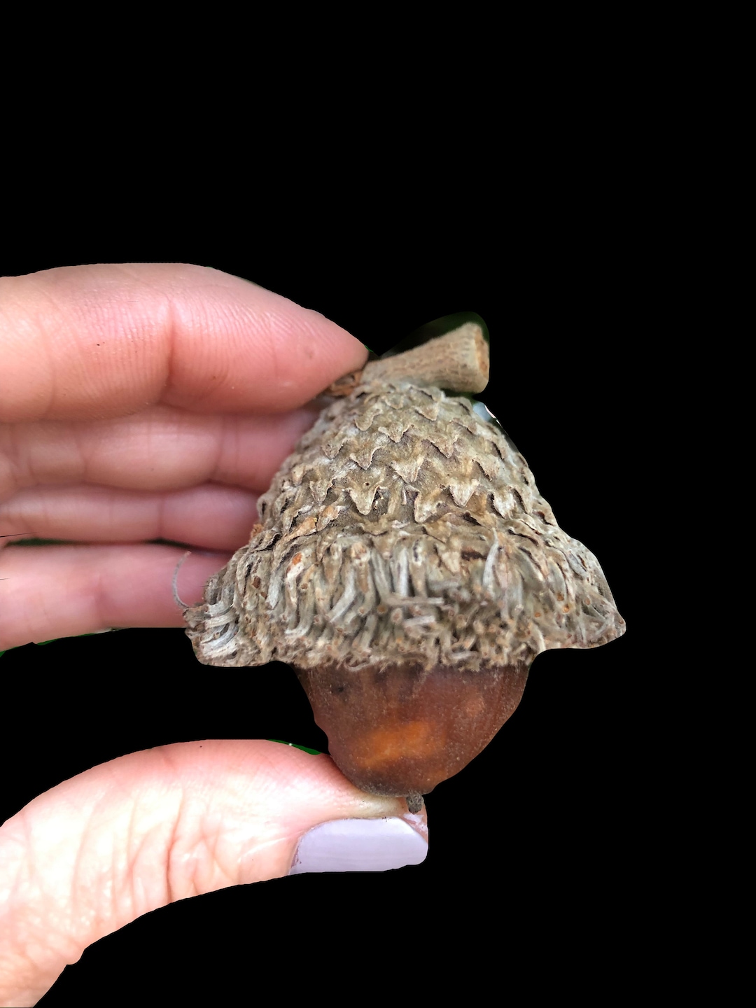 TOP SELLER! Burr Oak Acorns X Big Acorns Bulk X Extra Large Acorns X ...