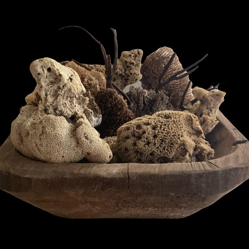 Barrel Black Coral - Etsy