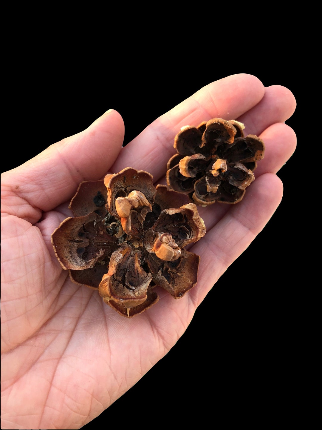 TOP SELLER! Pinon Pinecones From New Mexico : Pinyon Rose Flower ...