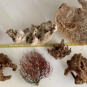 Large Sea Sponge Sea Barrel Sea Branch Coral From the Florida Keys X ...