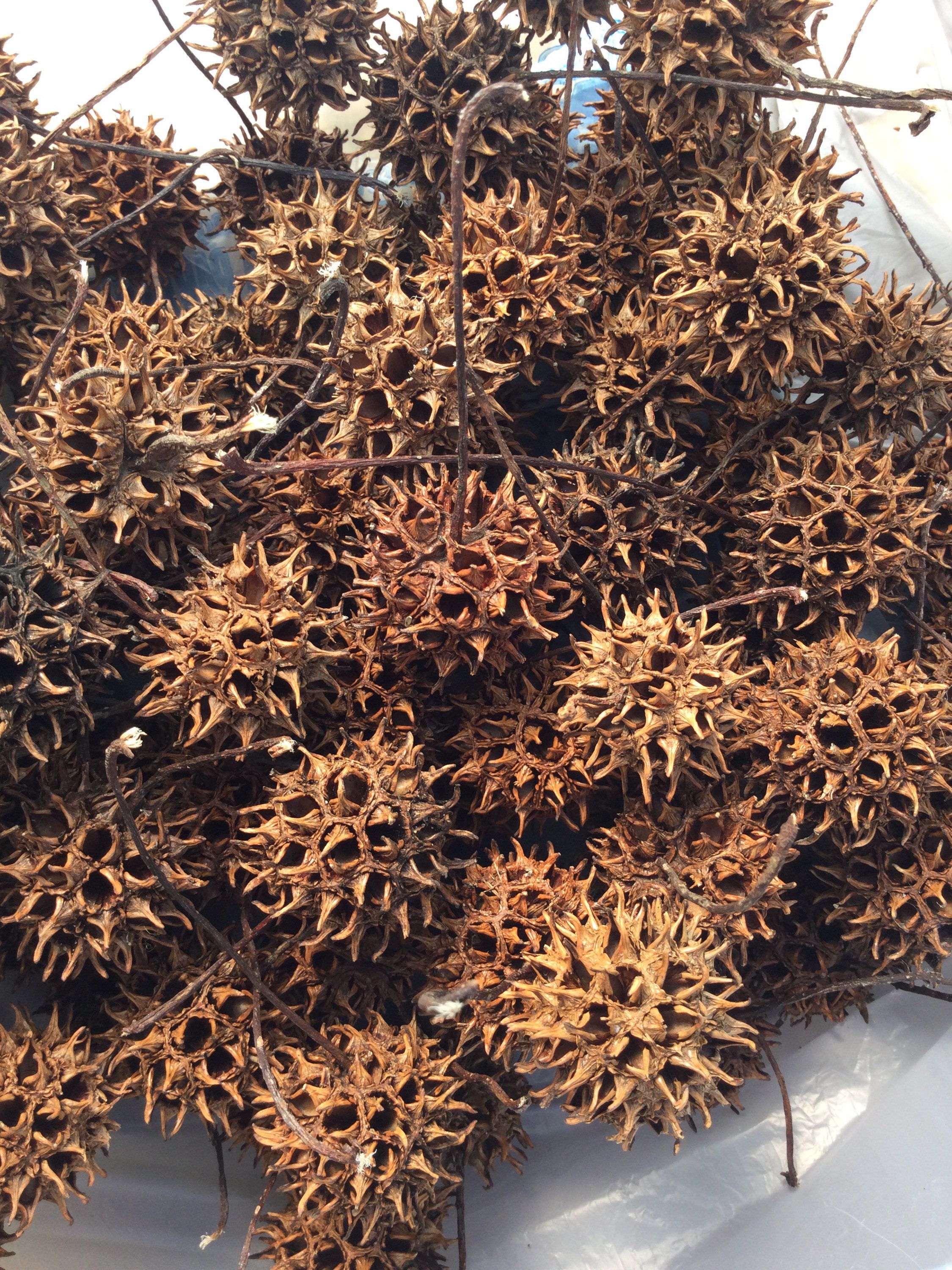 Sweet Gum Tree Balls Bulk Sweet Gum Balls Winter Craft - Etsy
