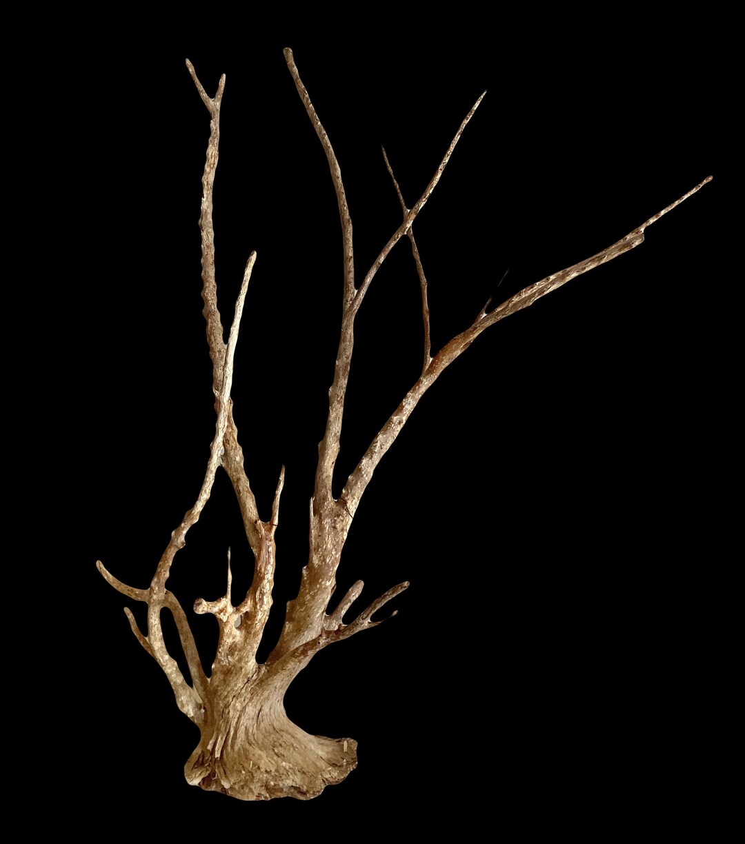 Coral Branches From the Florida Keys Dried Branches Coastal Decor Beach ...