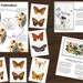 Bees, Butterflies, and Pollination -- Exploring Nature -- Digital ...