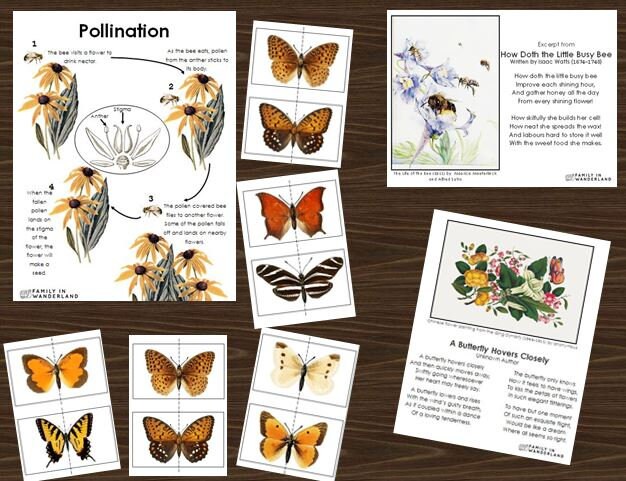 Bees Butterflies and Pollination Exploring Nature - Etsy