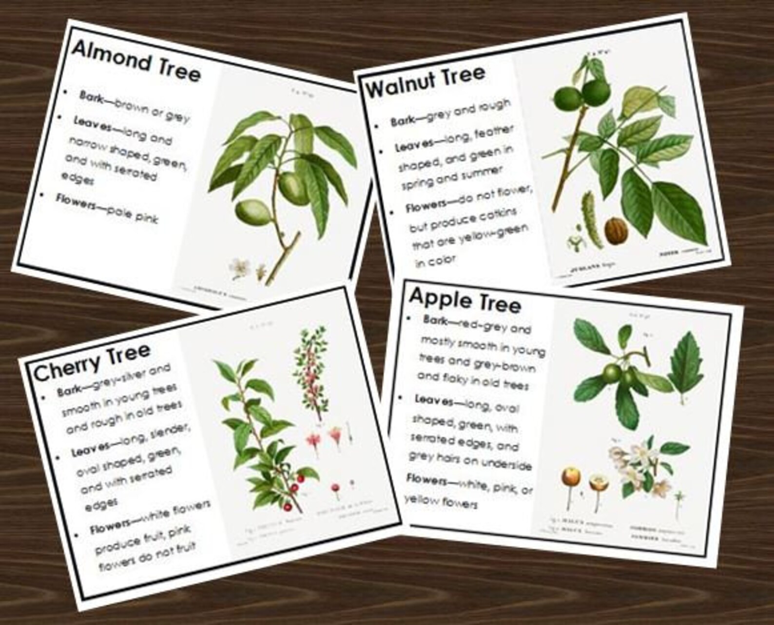 Spring Tree Nature Study - Exploring Nature - Digital Download - Etsy