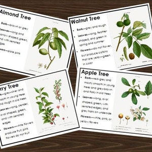 Spring Tree Nature Study - Exploring Nature - Digital Download - Etsy