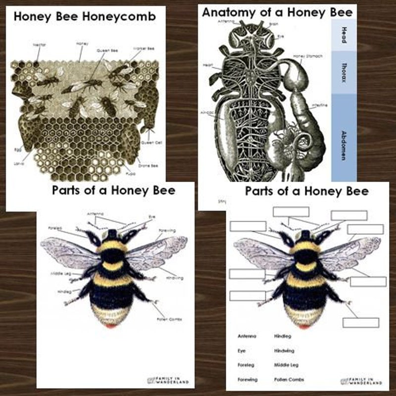 Pollinator Education - Etsy