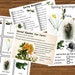 Spring Nature Bundle Printable (pond/frog Life - Spring Flower Alphabet ...