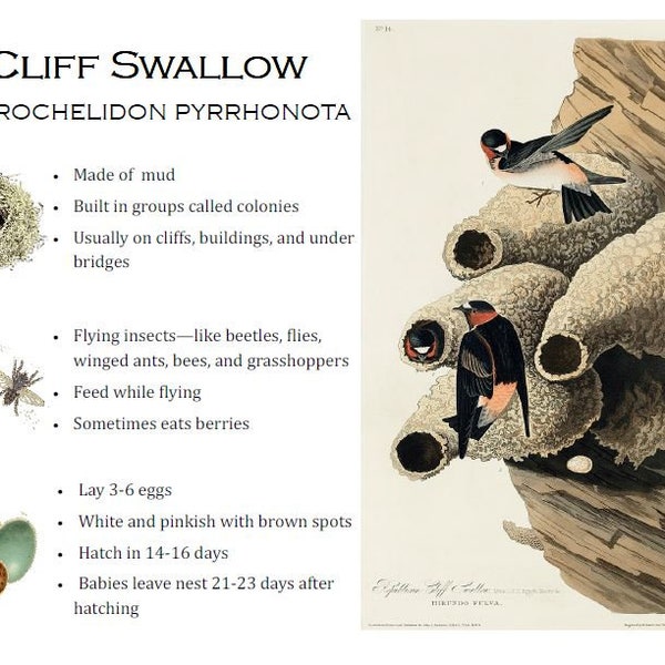 Earth Day Mini Unit 8 Pages Exploring Nature Digital Download - Etsy