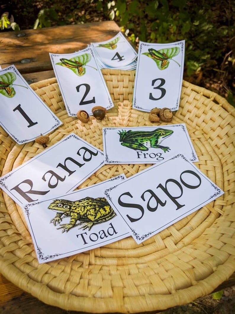 Frog Toad and Pond Nature Study Printables - 22 Pages - Exploring ...