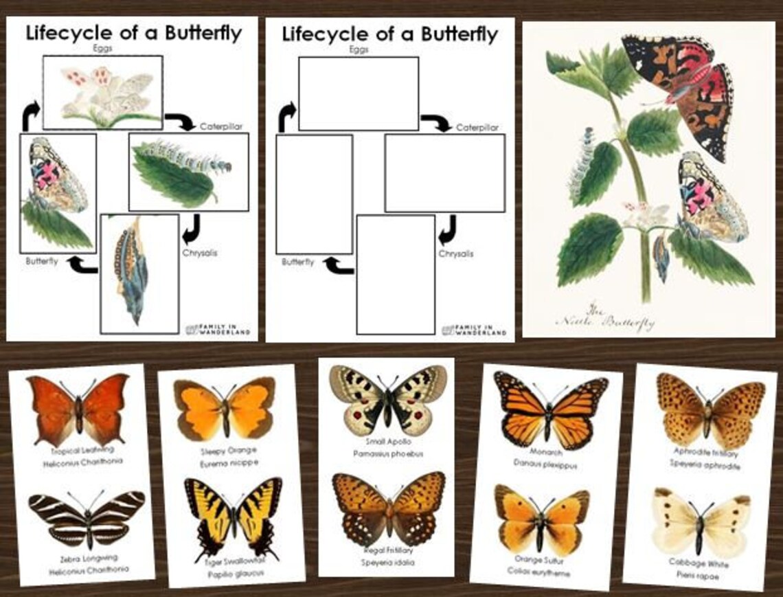 Bees Butterflies and Pollination Exploring Nature - Etsy