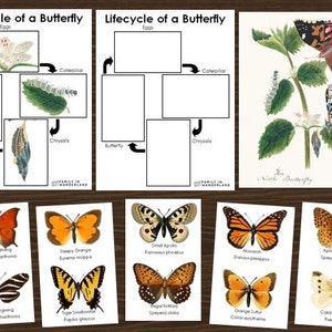Bees, Butterflies, and Pollination -- Exploring Nature -- Digital ...
