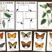 Bees, Butterflies, and Pollination -- Exploring Nature -- Digital ...