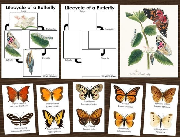 Bees, Butterflies, and Pollination -- Exploring Nature -- Digital ...