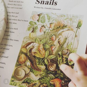 Snails Nature Study Printables - 12 Pages - Exploring Nature - Digital ...