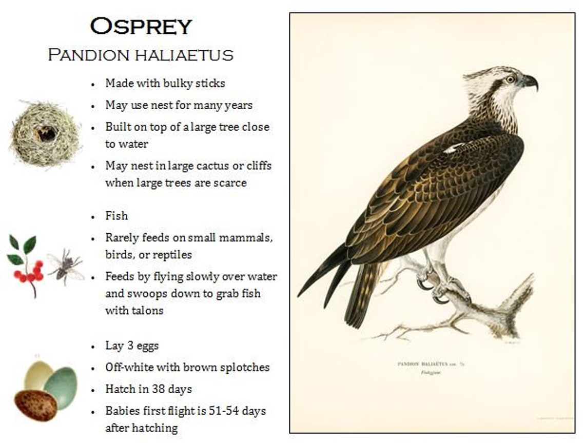 Raptor Facts Printable Flash Cards and Learning Printables Exploring ...