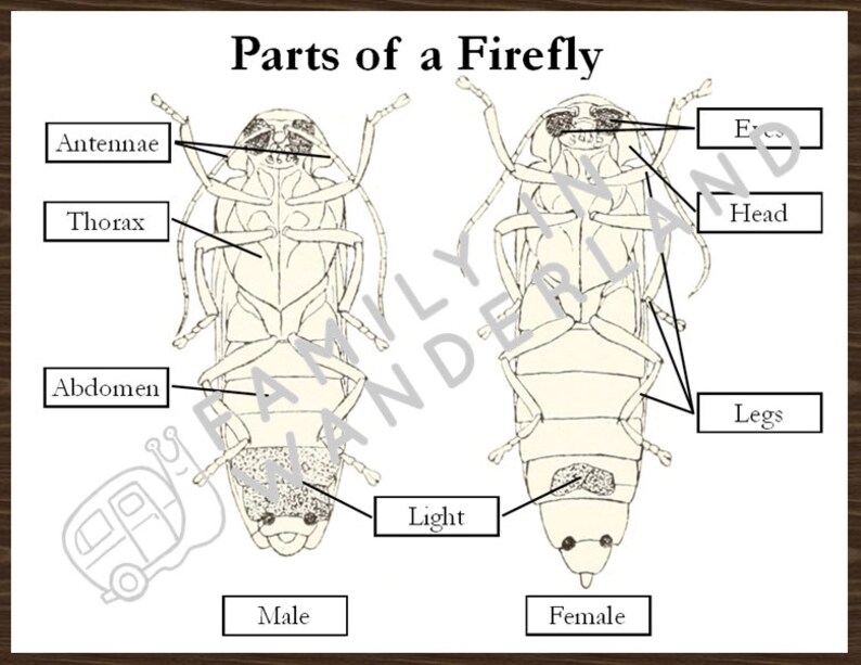 Fireflies - Exploring Nature - Digital Download - Etsy