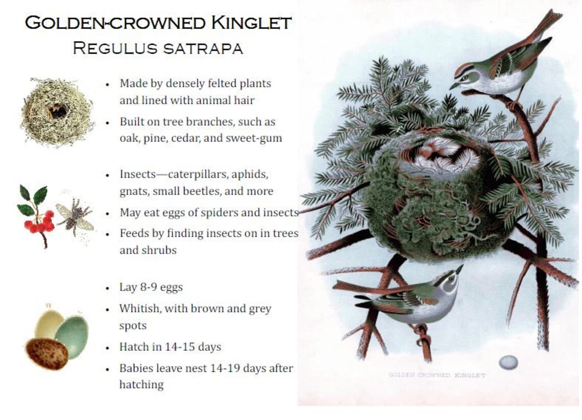 Nesting Birds Art and Fact Printable Flash Cards - Set of 12 ...